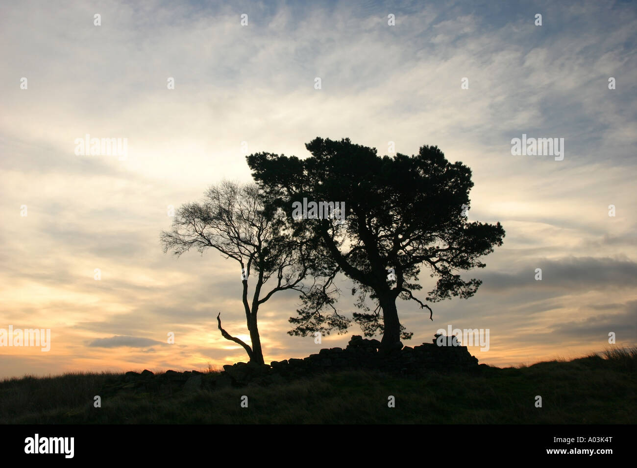 Scots Pine and Birch Trees with Old Stone Wall at Sunrise Loups's Hill ...
