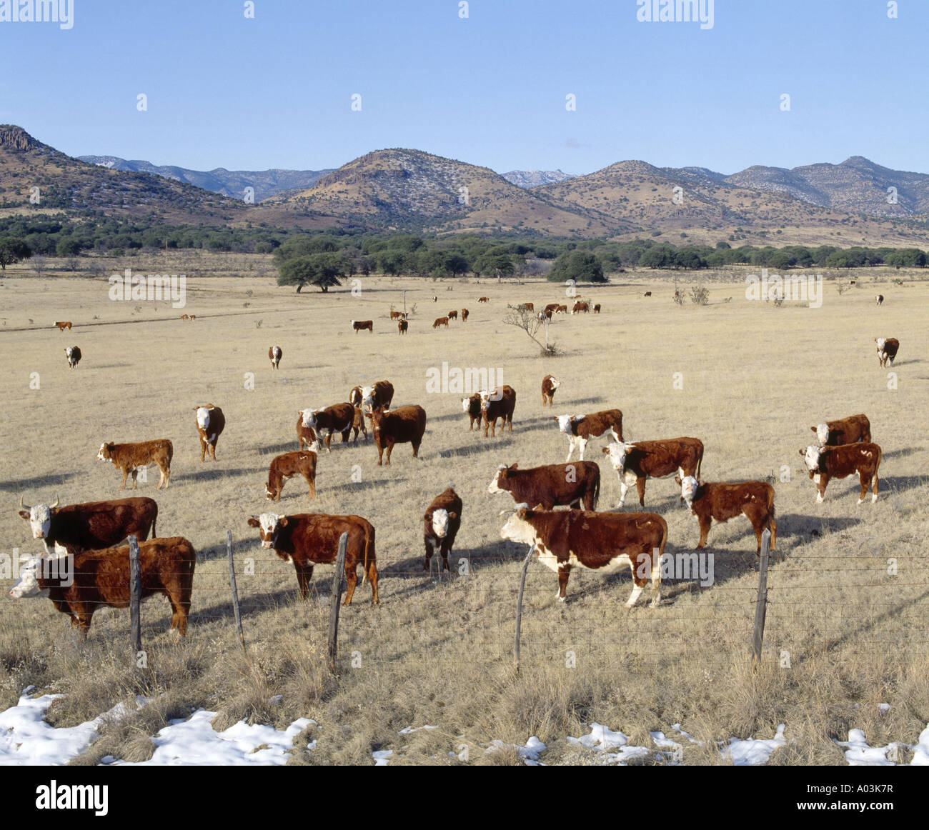 BEAUTIFUL CATTLE RANCH WYOMING Stock Photo - Alamy