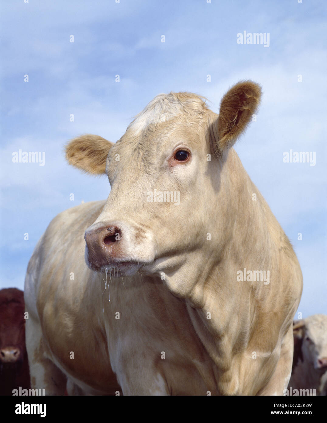 Adult charolais cow hi-res stock photography and images - Alamy