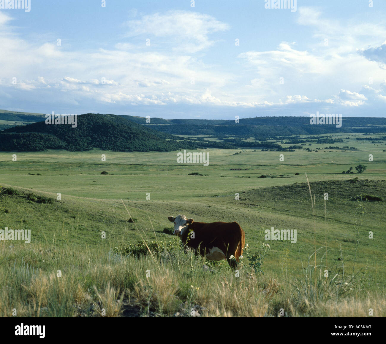 Hereford cow profile hi-res stock photography and images - Alamy