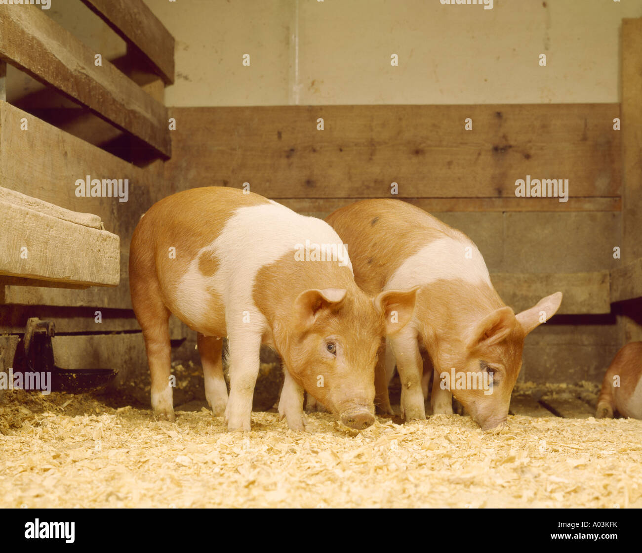Crossbred Pigs