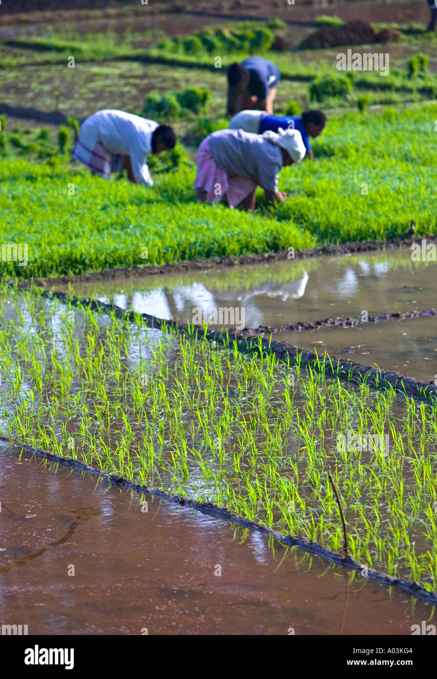 Rice Fields, Cortalim, Goa, Panaji, India Stock Photo - Alamy
