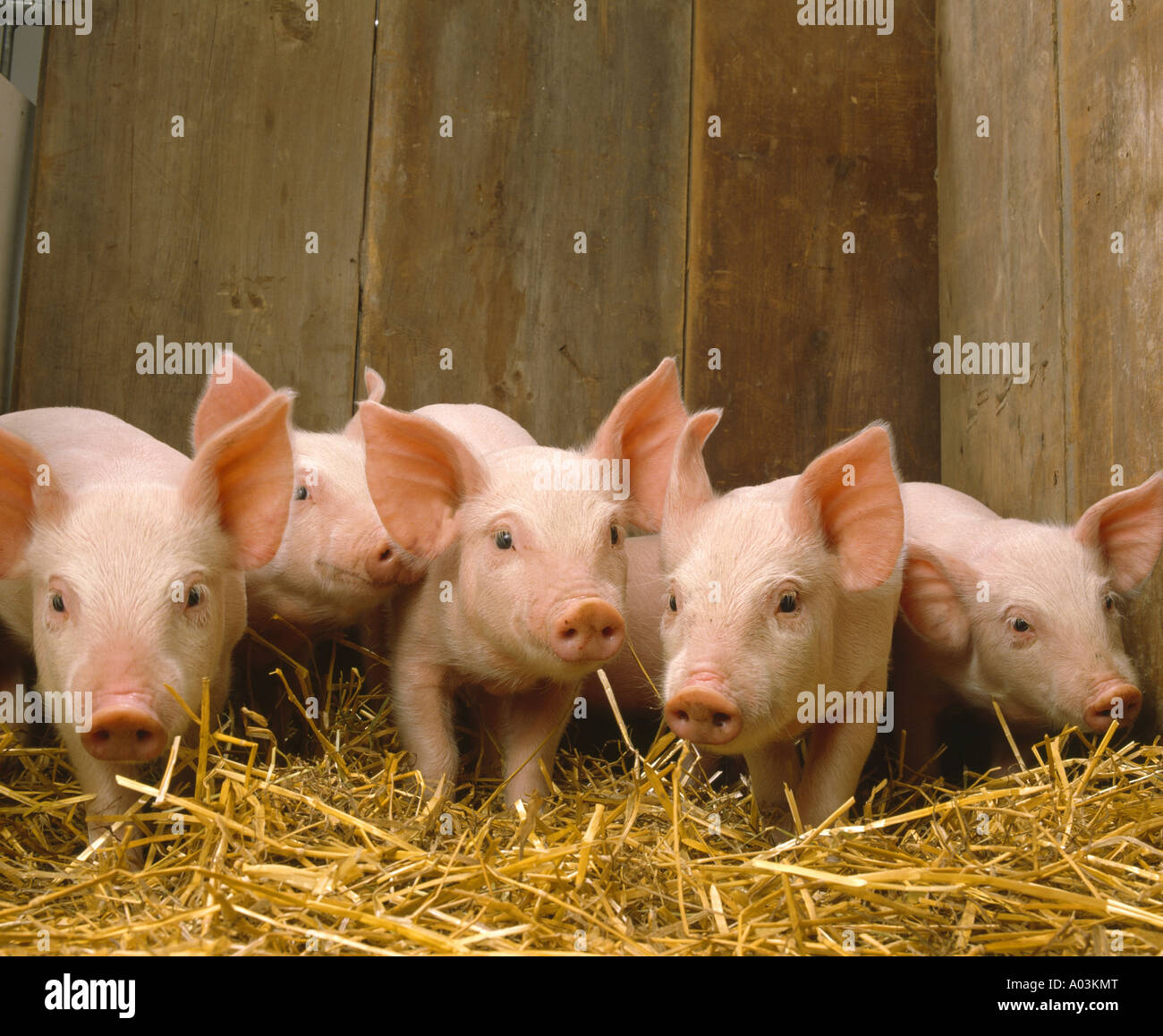 Feeder hogs hi-res stock photography and images - Alamy