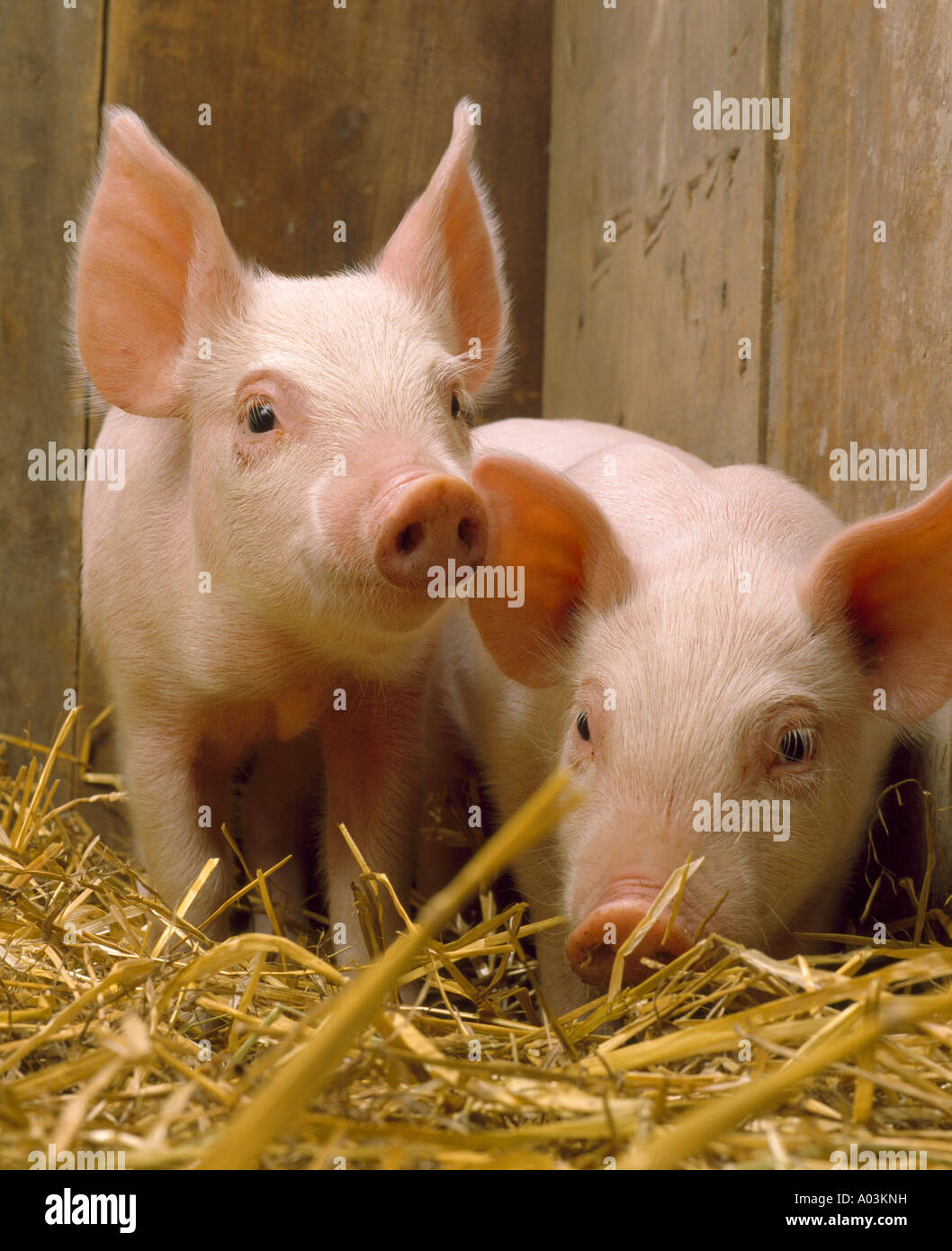 Baby shy pig hi-res stock photography and images - Alamy
