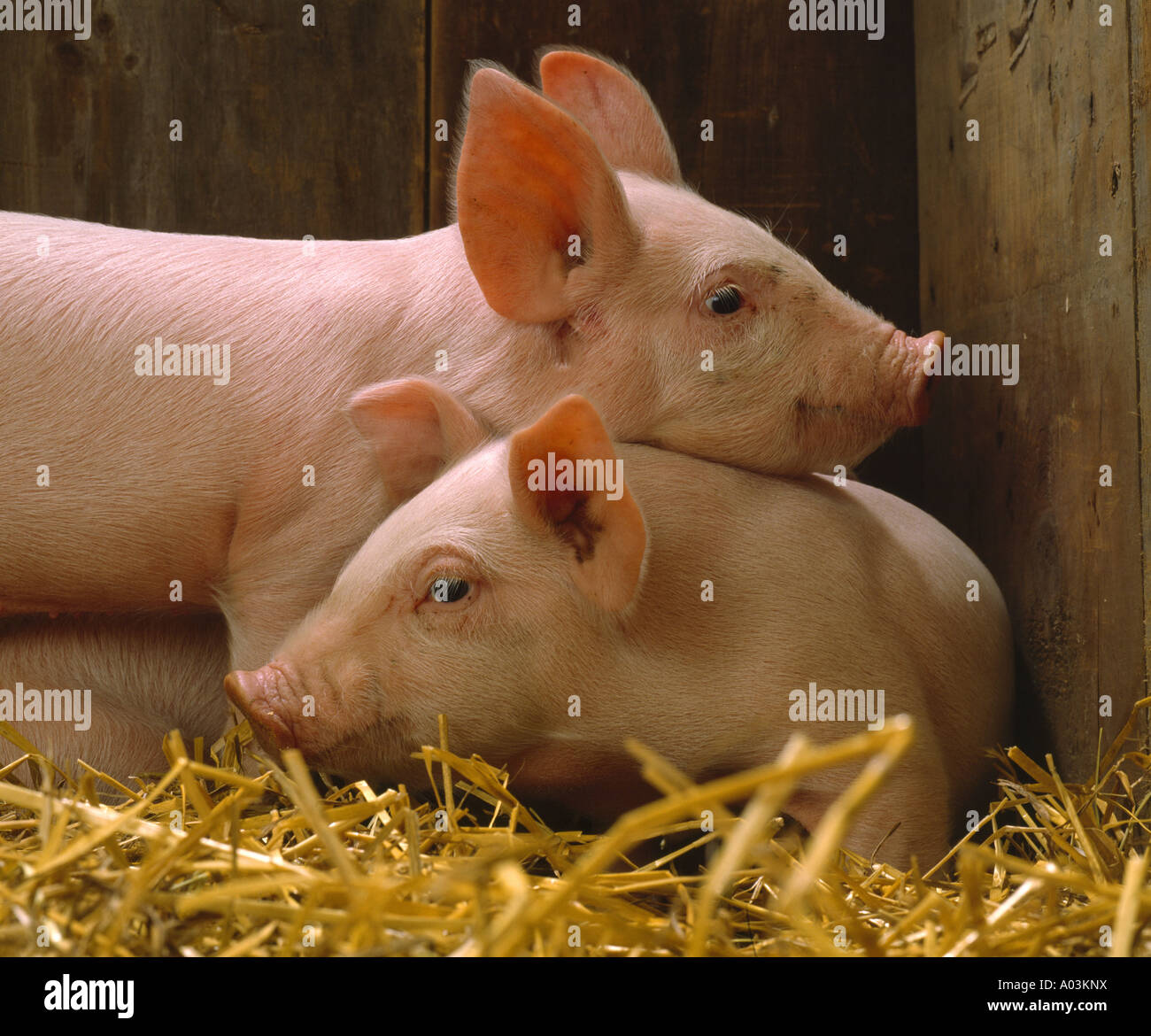 Feeder hogs hi-res stock photography and images - Alamy