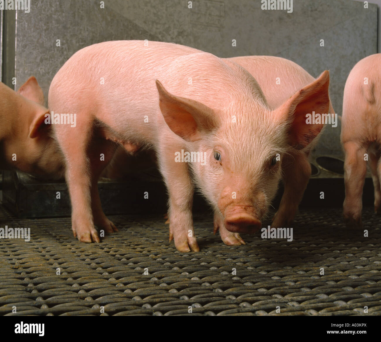 25 weeks old hi-res stock photography and images - Alamy