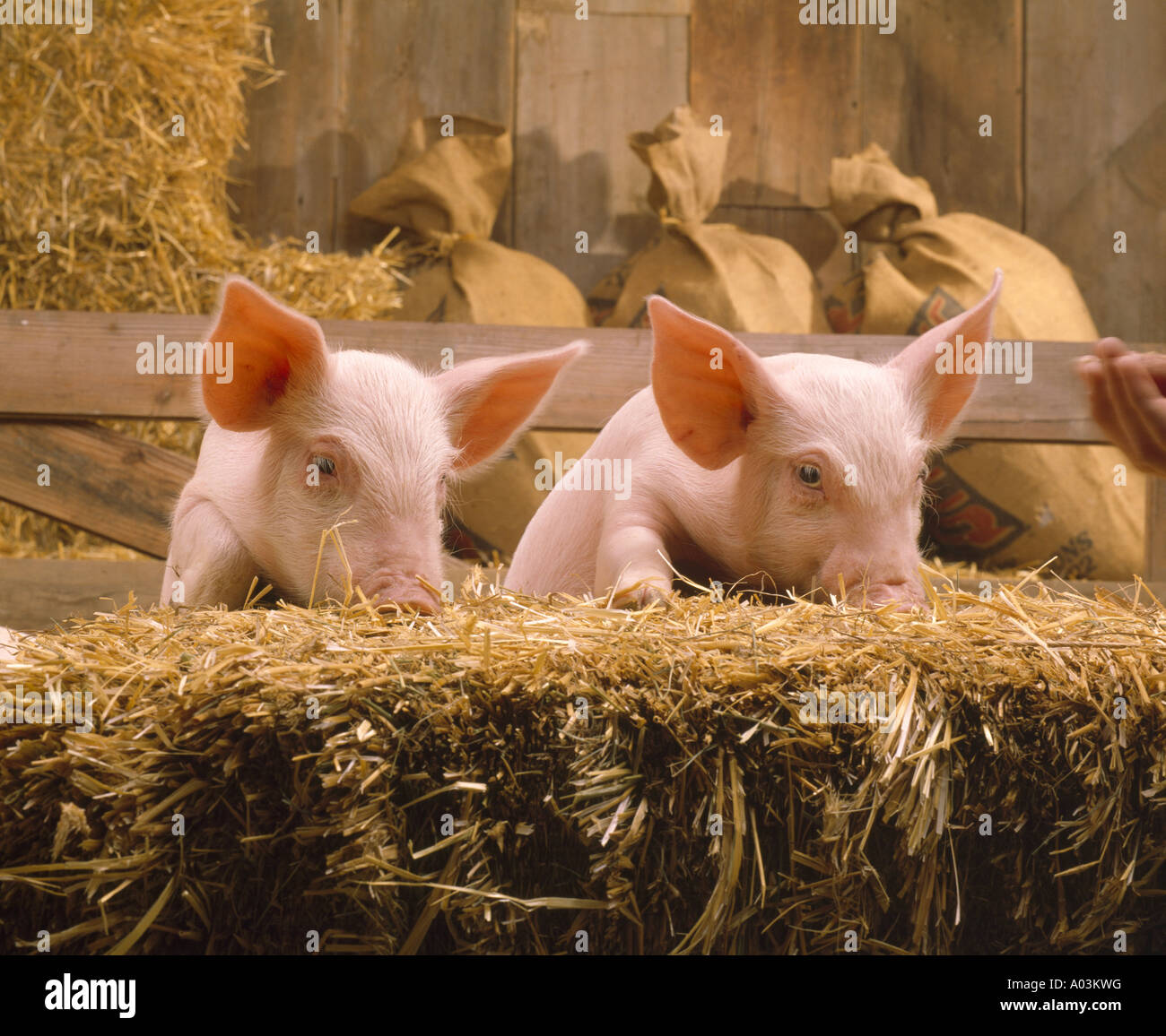25 30 LB 5 WEEK OLD FEEDER PIGS Stock Photo - Alamy