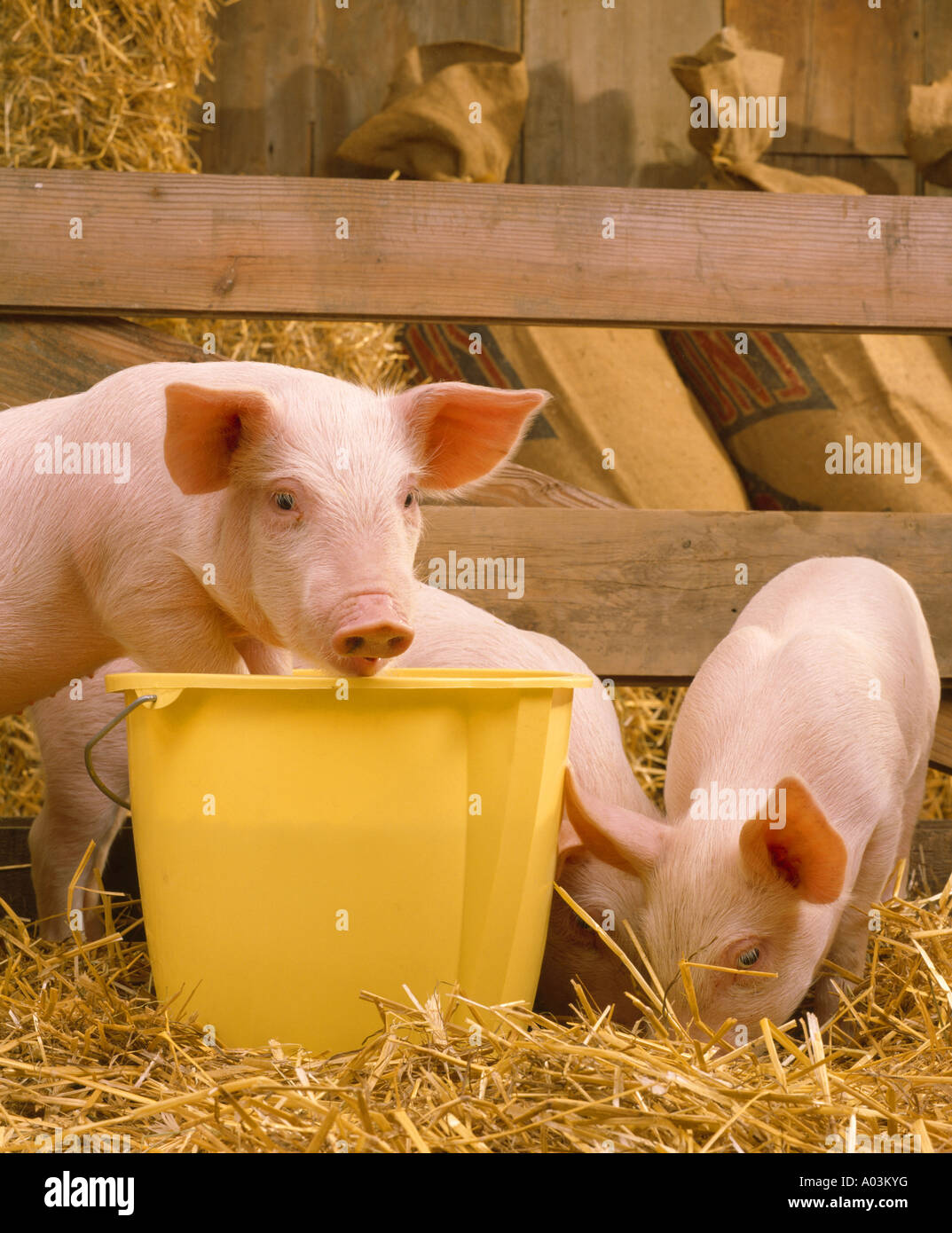 6 week old piglet hi-res stock photography and images - Alamy