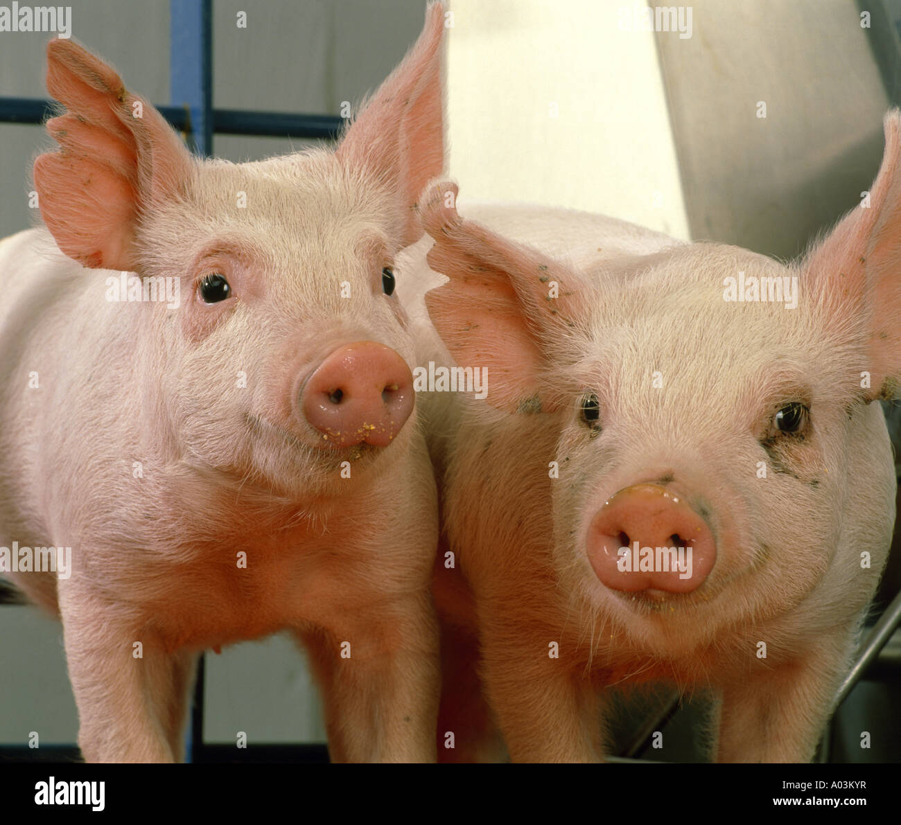 Crossbred pigs hi-res stock photography and images - Alamy