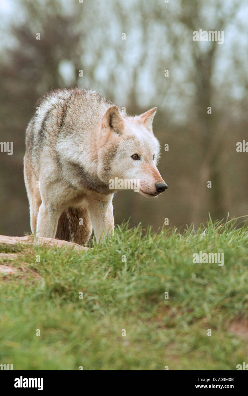 Lone wolf looking to the right in front of trees in England Stock Photo ...
