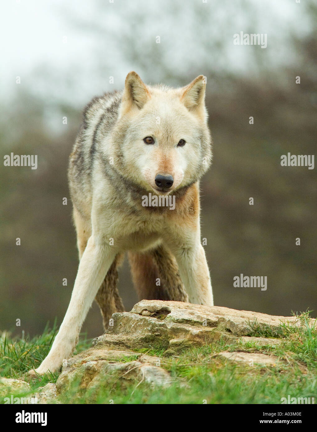 Lone wolf in front of trees in England Stock Photo - Alamy