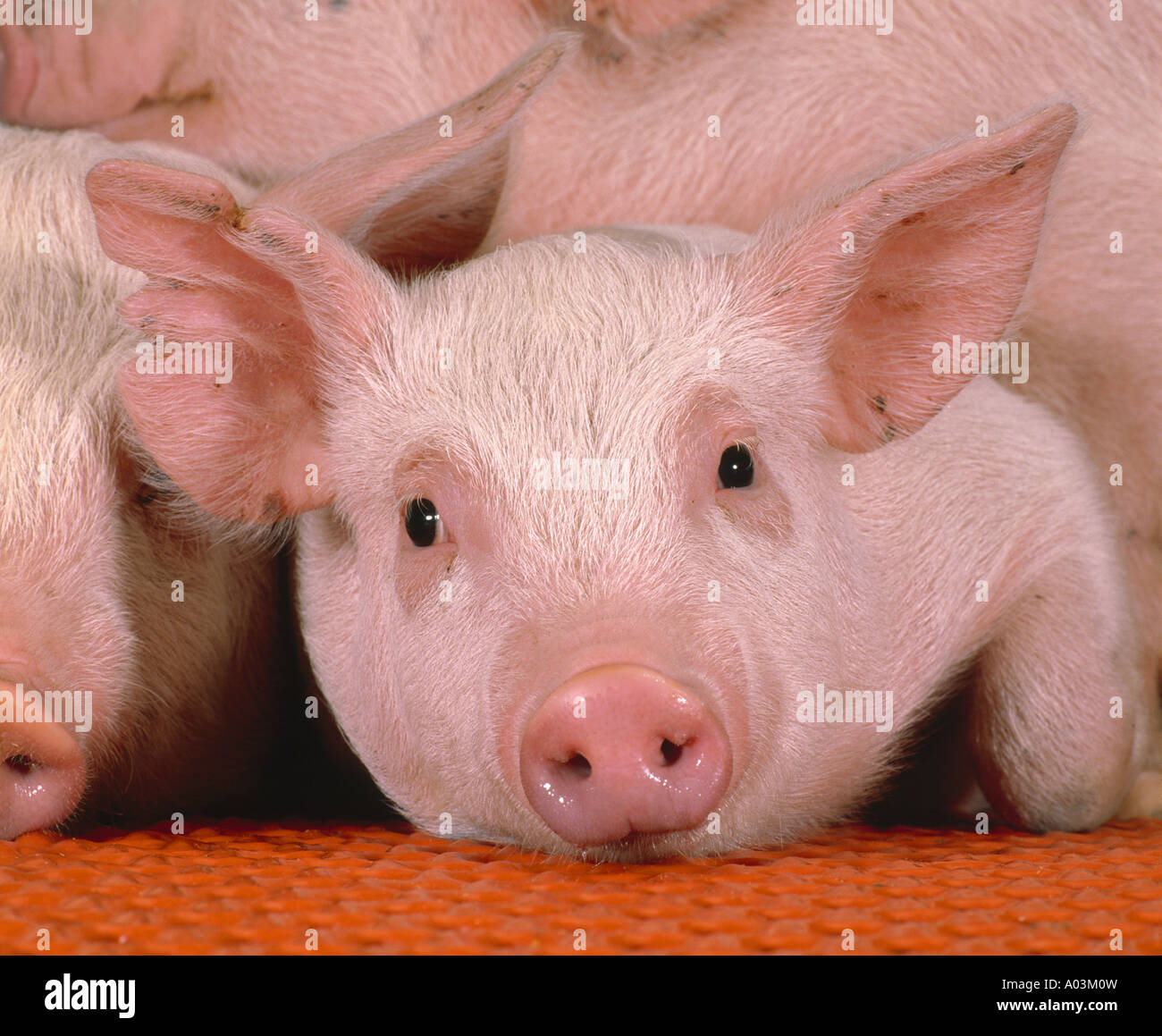 25 LB CROSSBRED PIG S Stock Photo - Alamy