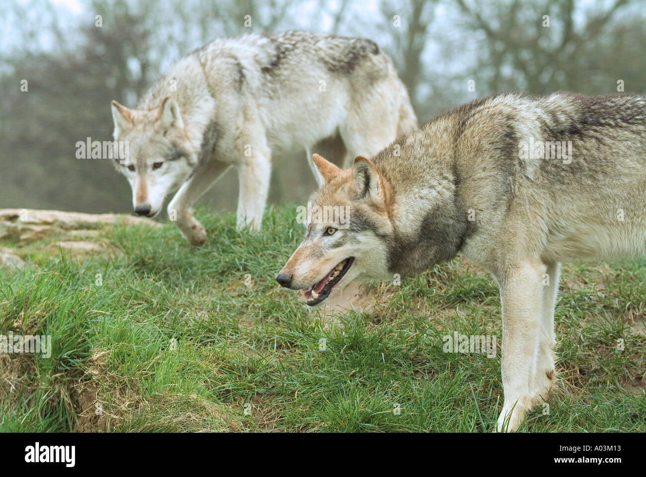Tw female wolves foraging for food England Stock Photo - Alamy