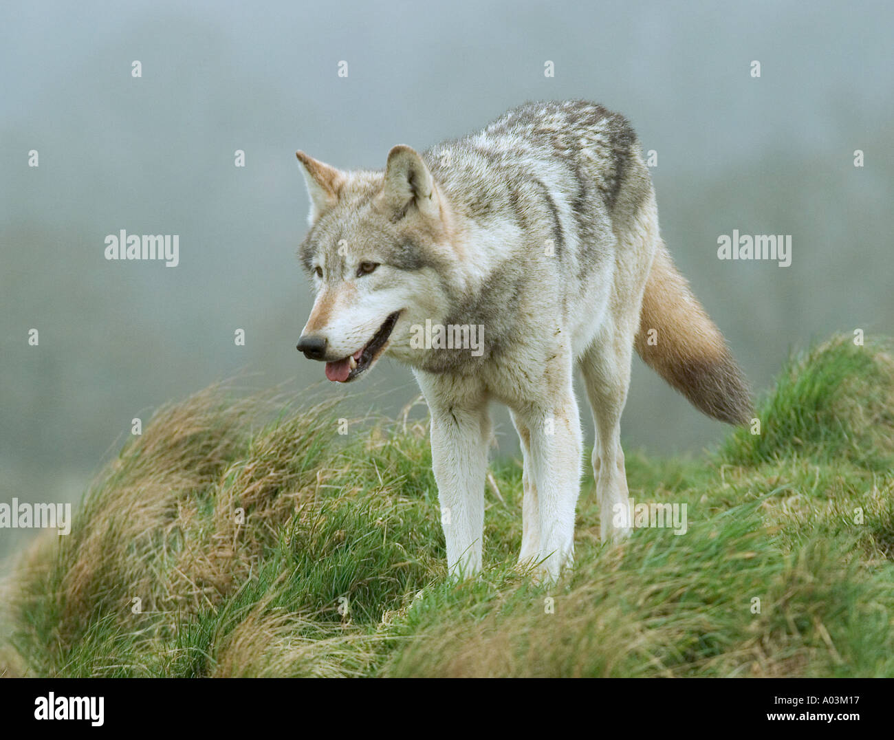 Solitary wolf looking to the left while standing on a grassy knoll ...