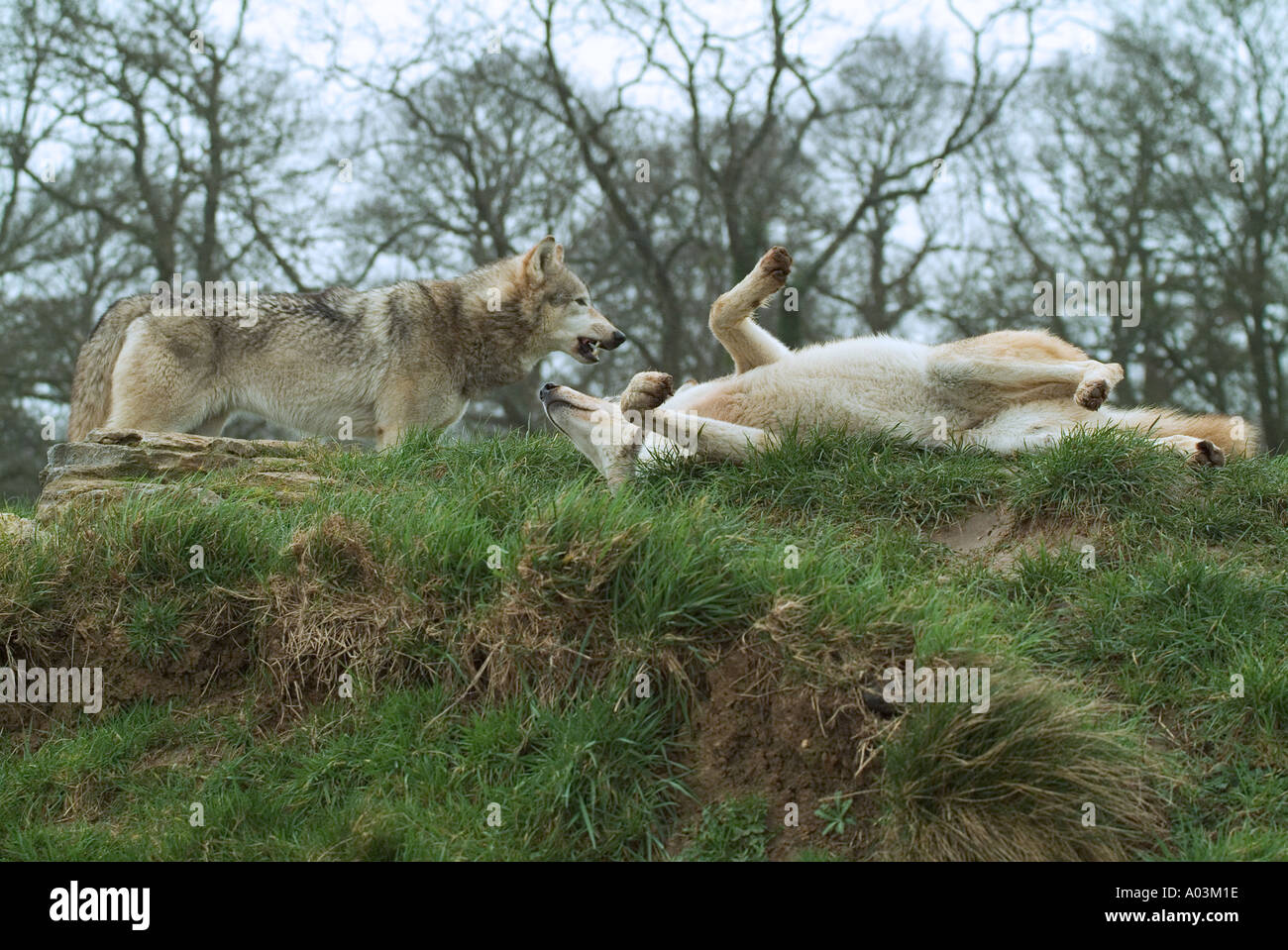 Two female wolves playing on a grassy knoll England Stock Photo - Alamy