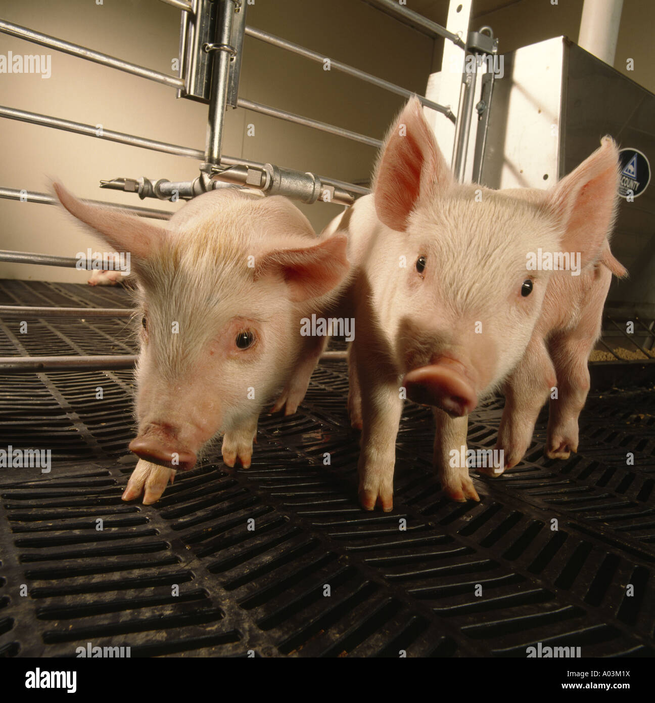 Pig Pen Clean Pigs Stock Photos & Pig Pen Clean Pigs Stock Images - Alamy