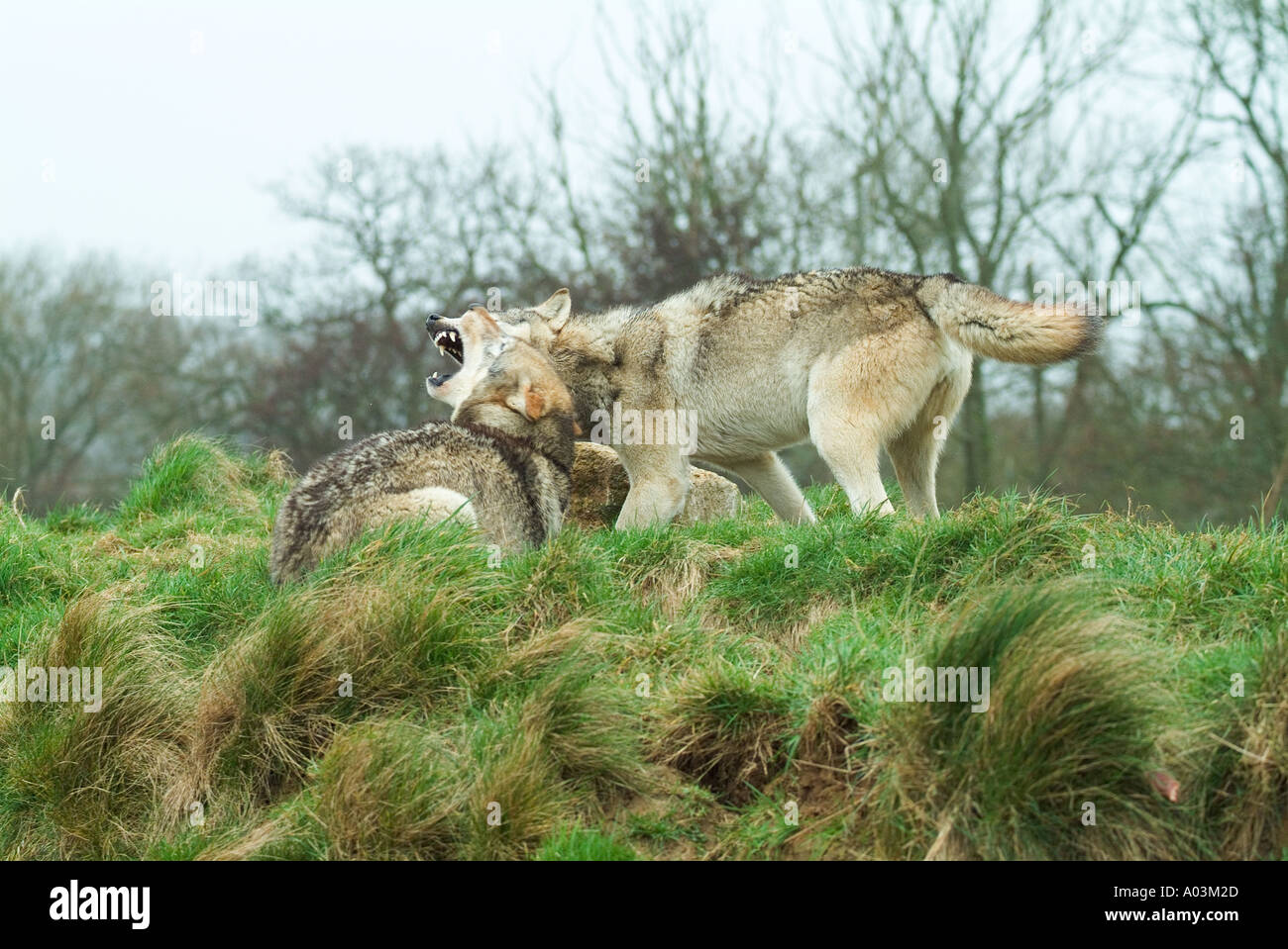 Two female wolves playing on a grassy knoll England Stock Photo - Alamy