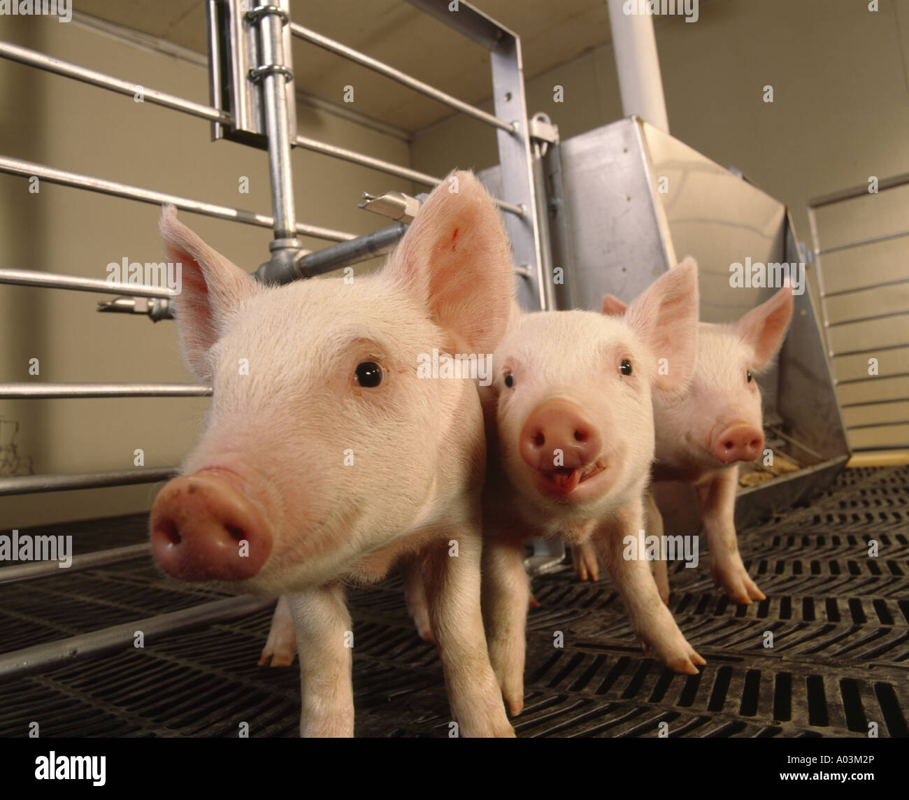 Live hogs hi-res stock photography and images - Alamy