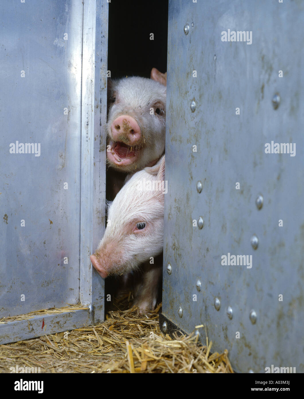 Landrace pigs hi-res stock photography and images - Alamy