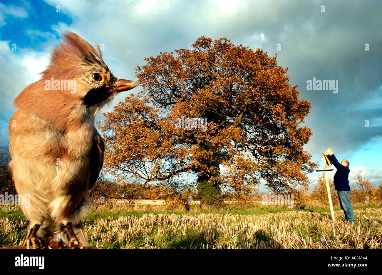Britain s national bird hi-res stock photography and images - Alamy