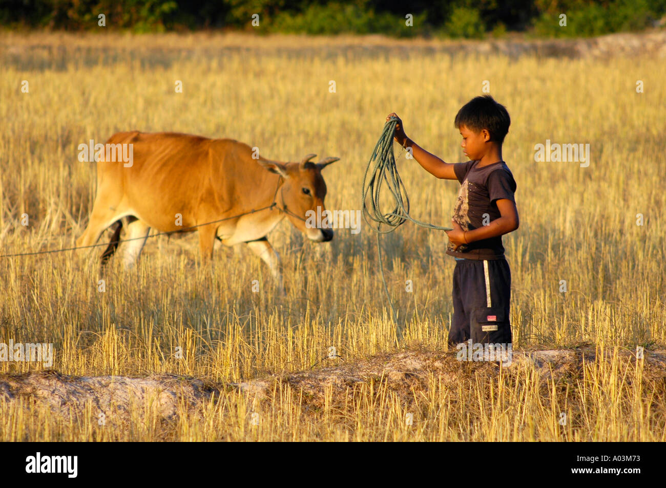 Cambodian Shepherd Boy Collecting his Cow at Dusk in Angkor Wat Area ...