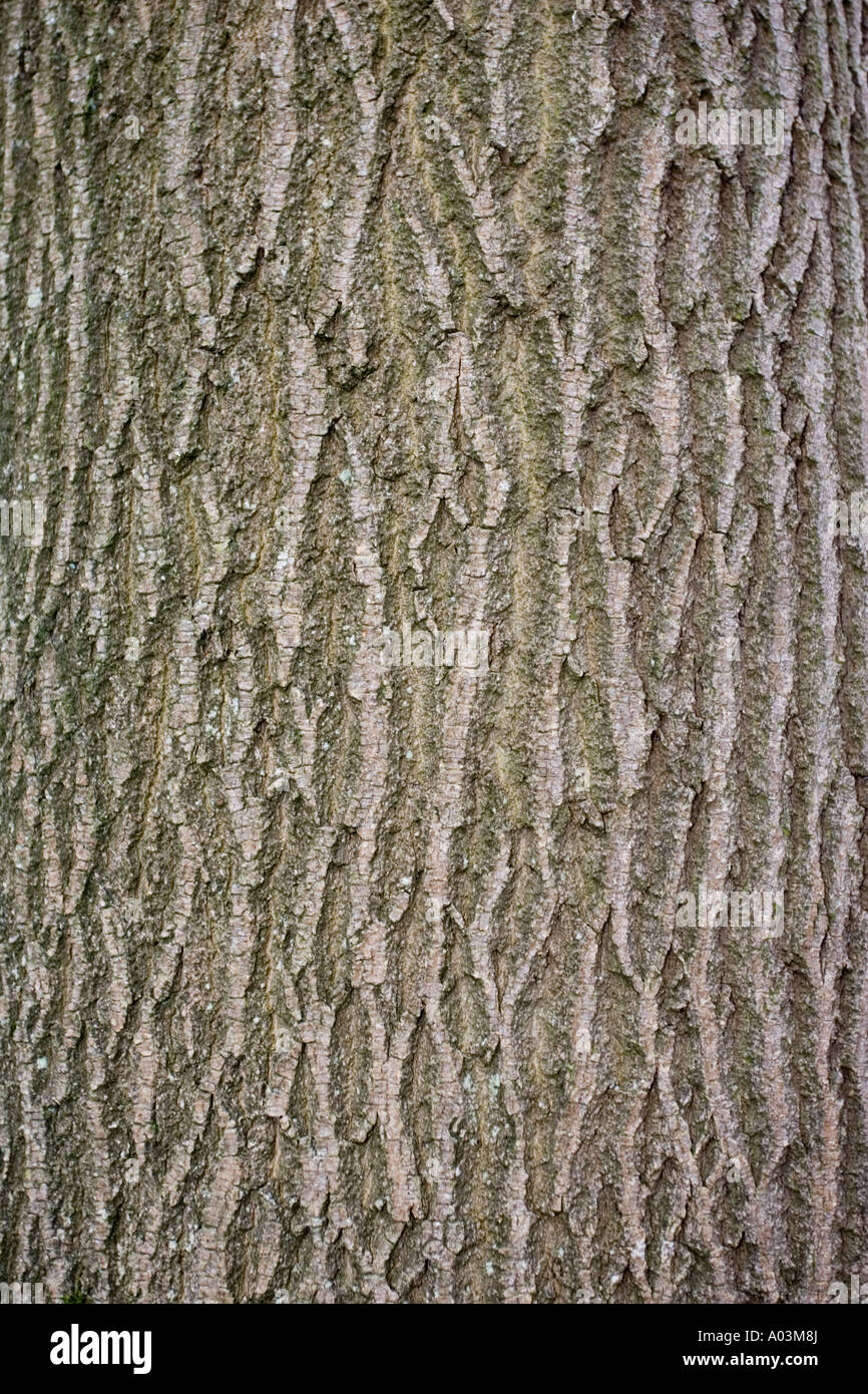 Bark of Common ash Fraxinus excelsior Worcestershire UK Stock Photo - Alamy