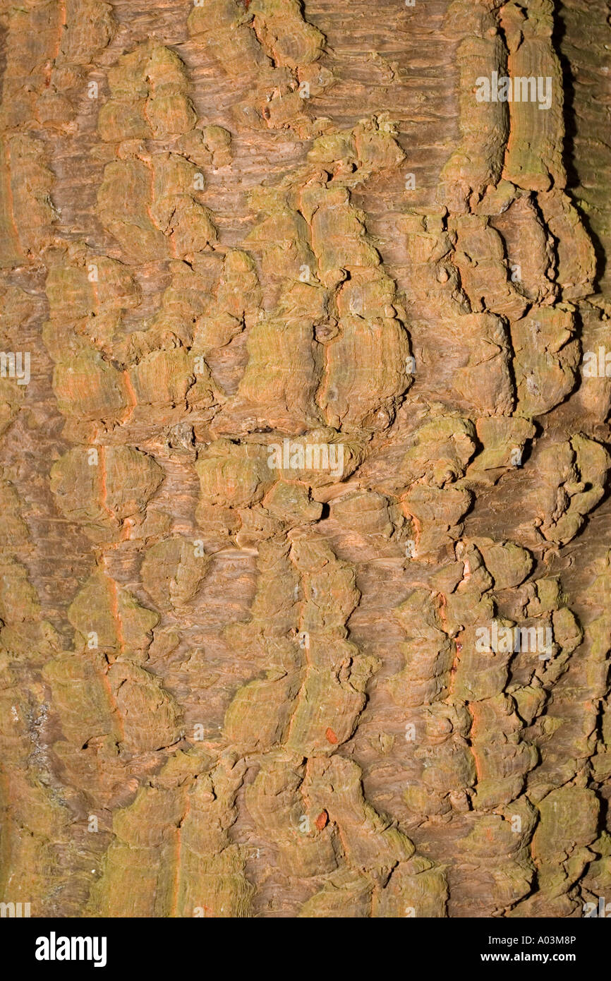 Bark of Monkey Puzzle tree Araucaria araucana Worcestershire UK Stock ...