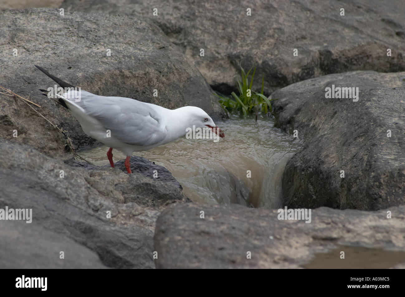 Seagul eating hi-res stock photography and images - Alamy