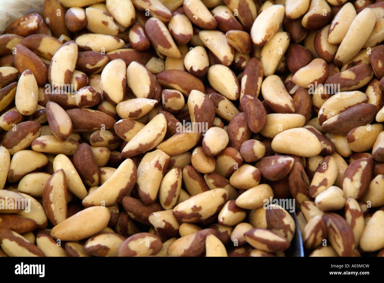 brazil nut seed snack Shelled kernel whole wholesome natural harvest ...