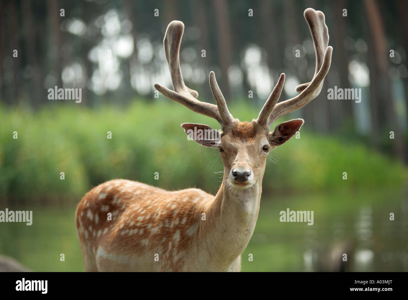 Roebuck and doe hi-res stock photography and images - Alamy