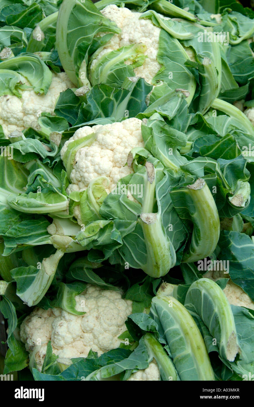 Cauliflower Cross Section High Resolution Stock Photography and Images ...