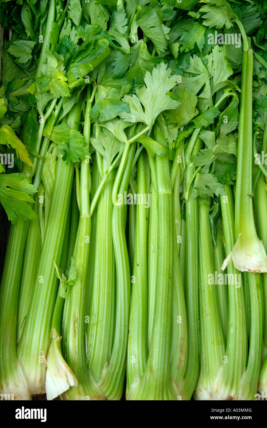 celery green fresh stick bunch market grocery snack ripe produce whole ...