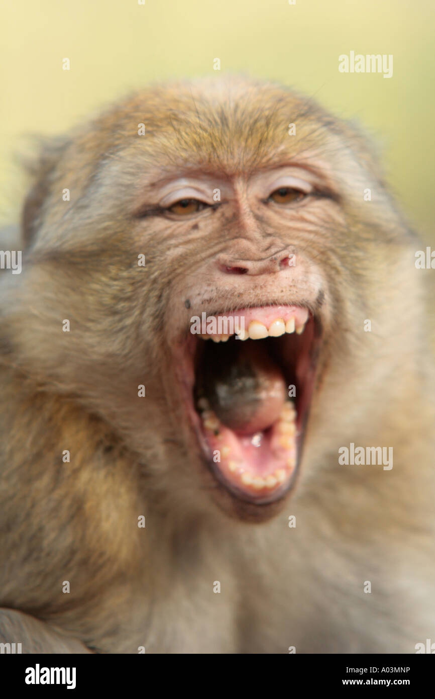 portrait of a barbary ape (Macaca sylvanus) showing its teeth Stock ...