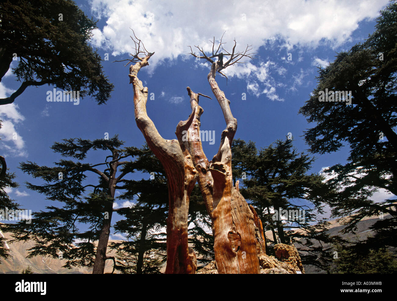 Cedar Trees, Bcharre, Kadisha Valley, Lebanon Stock Photo - Alamy