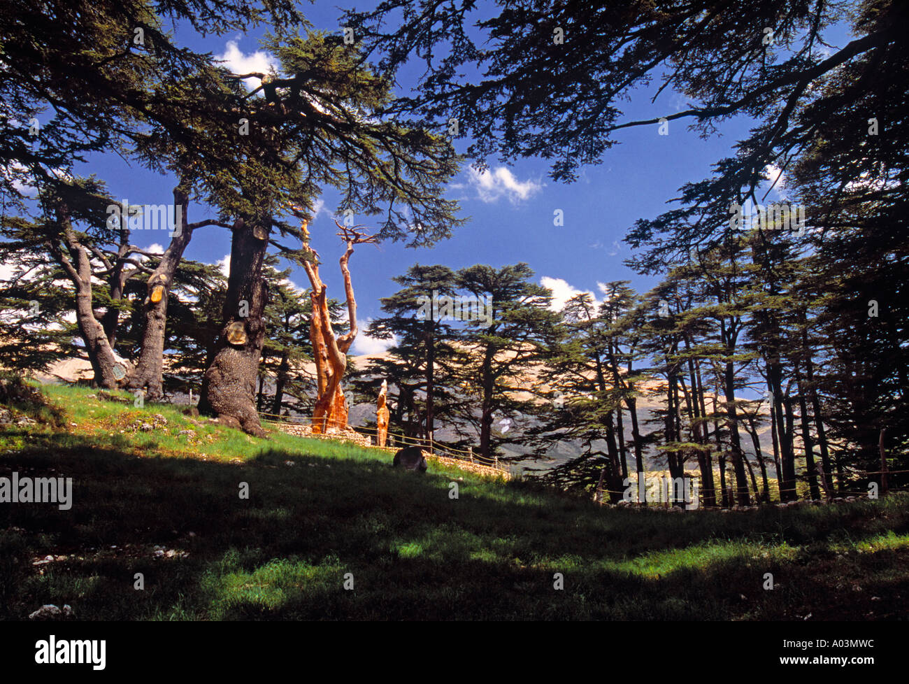 Cedar Trees, Bcharre, Kadisha Valley, Lebanon Stock Photo - Alamy