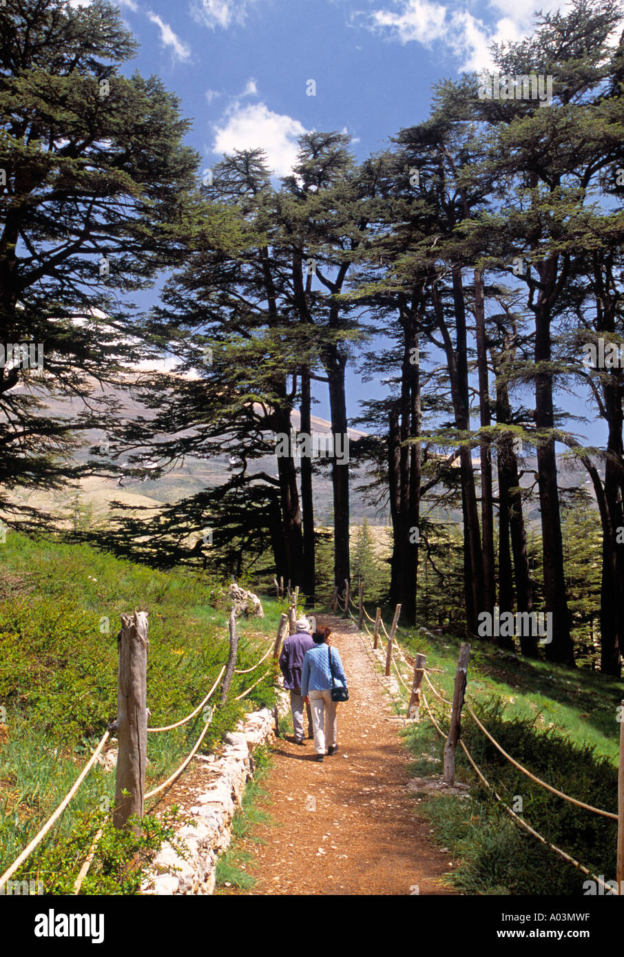 Cedar Trees, Bcharre, Kadisha Valley, Lebanon Stock Photo - Alamy
