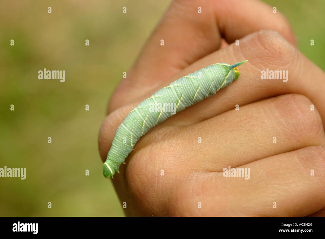 caterpillar on a child´s hand Stock Photo - Alamy