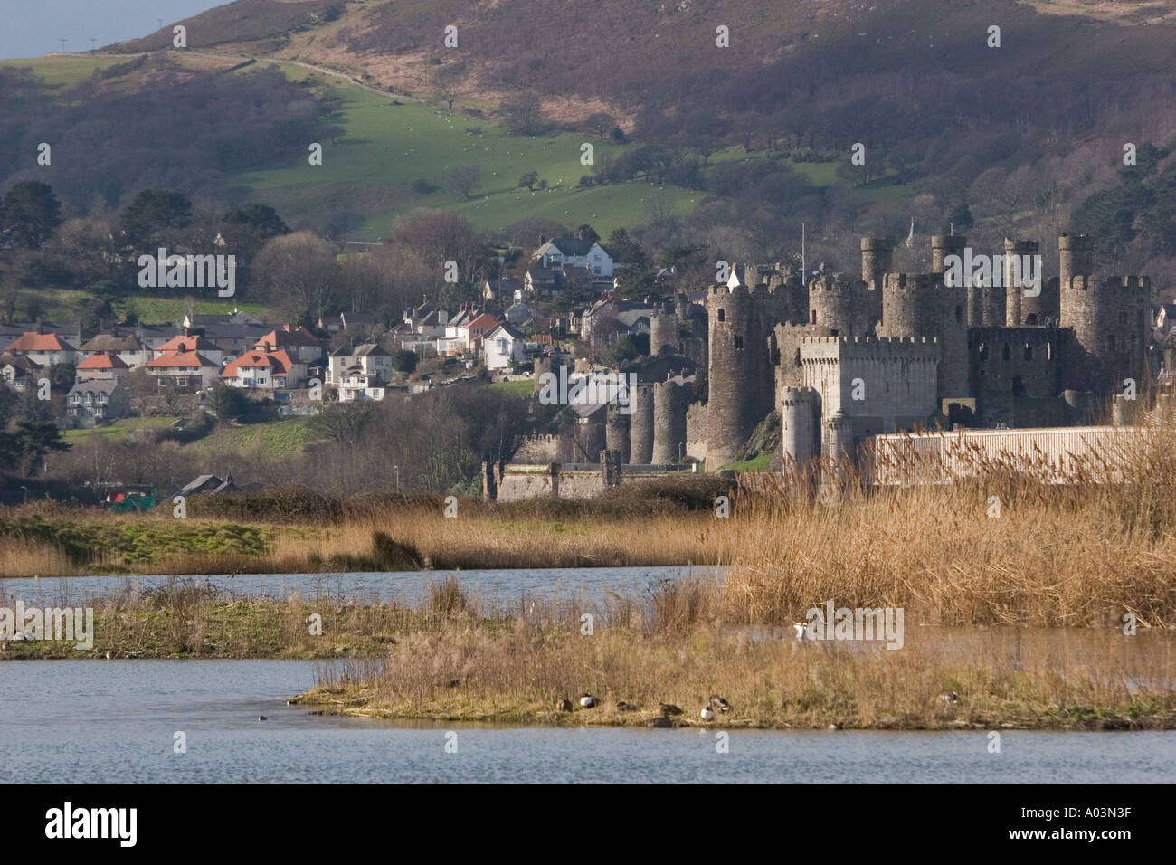 Conwy Rspb Reserve High Resolution Stock Photography and Images - Alamy