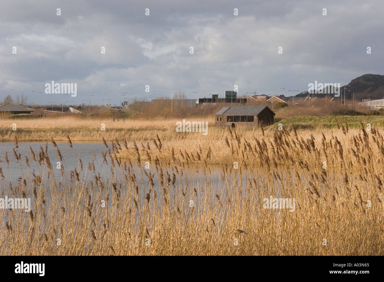 Rspb Conwy High Resolution Stock Photography and Images - Alamy