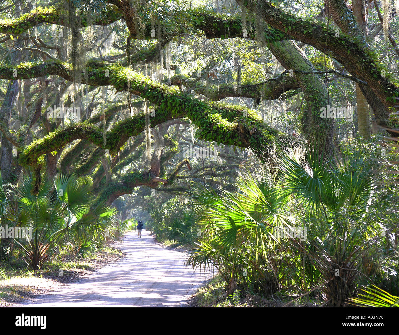 A lone hiker in the maritime forest on cumberland island georgia usa ...