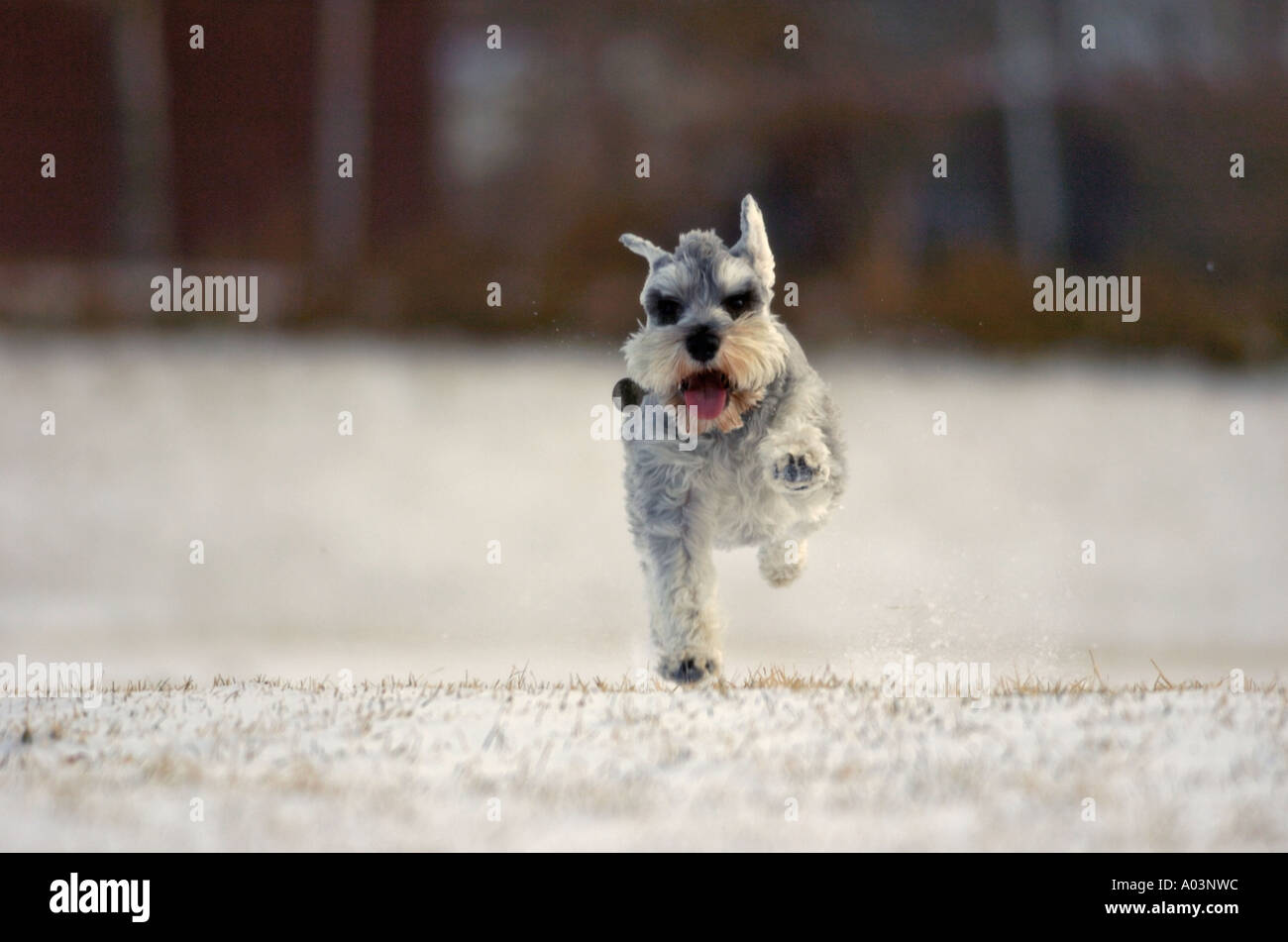 Miniature Schnauzer running across snowy field toward camera Stock ...
