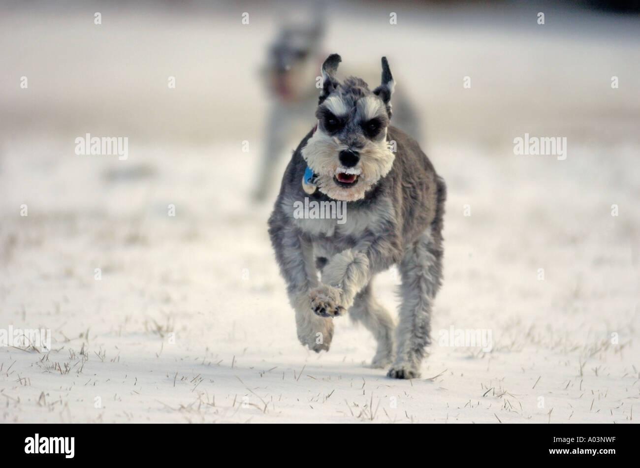 Miniature Schnauzer running across snowy field toward camera Stock ...