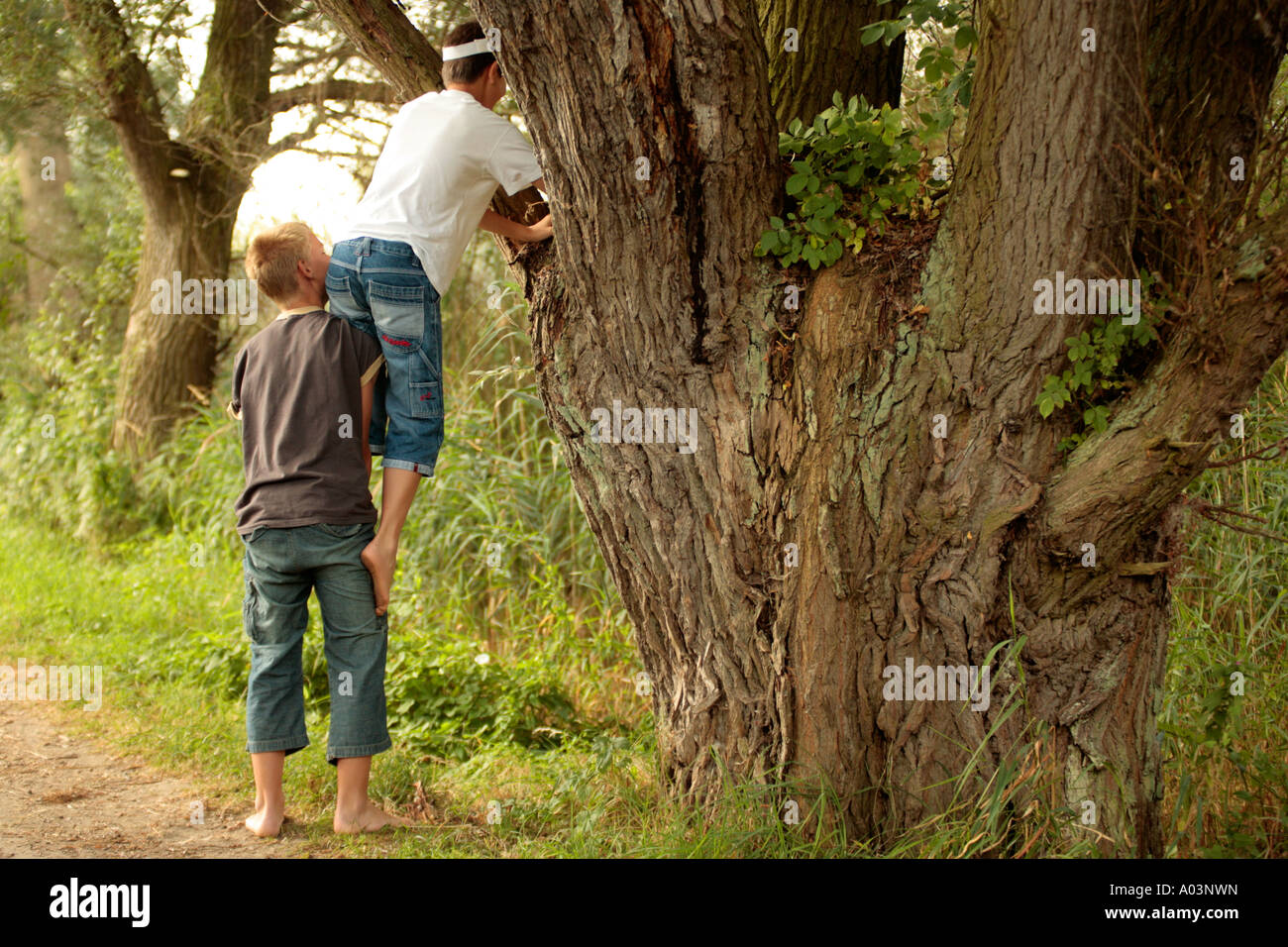 a young boy helping his friend to climb a tree Stock Photo - Alamy