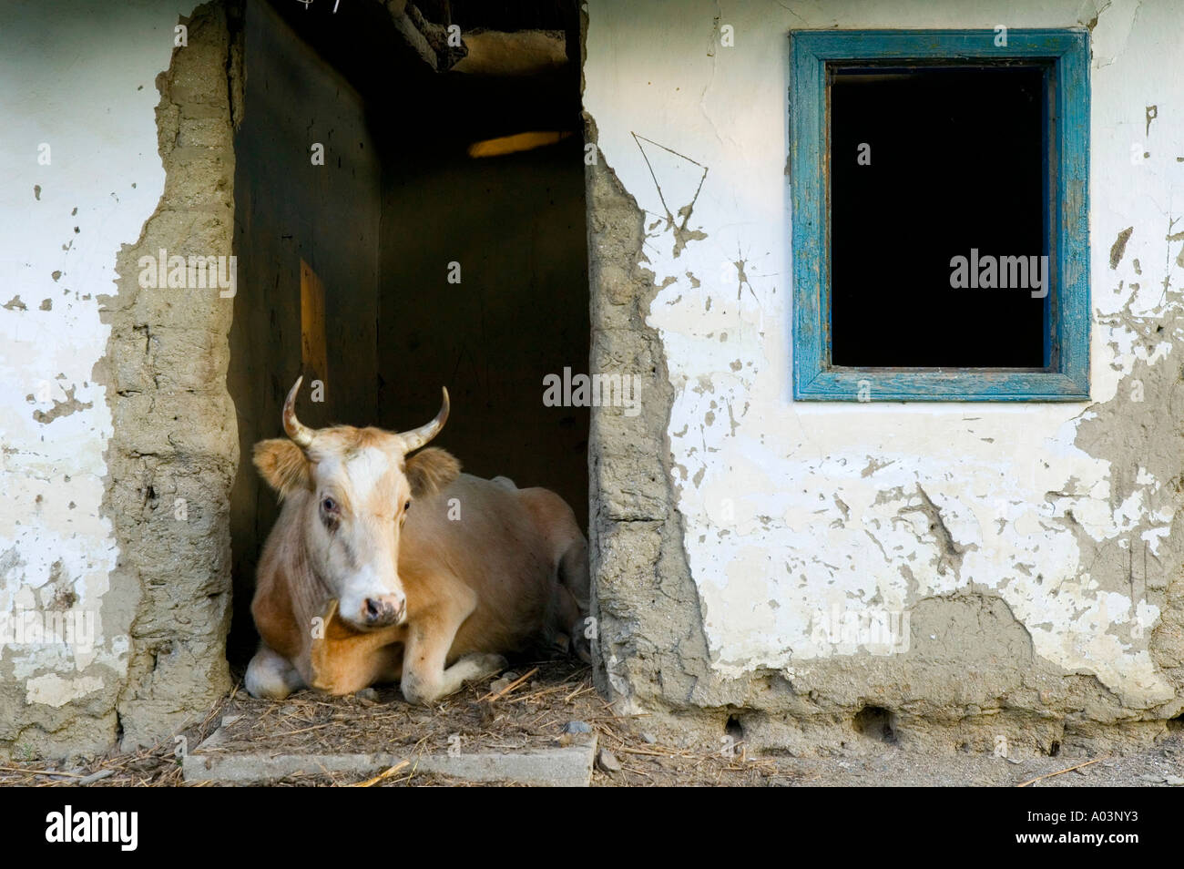 Old cow barn hi-res stock photography and images - Alamy