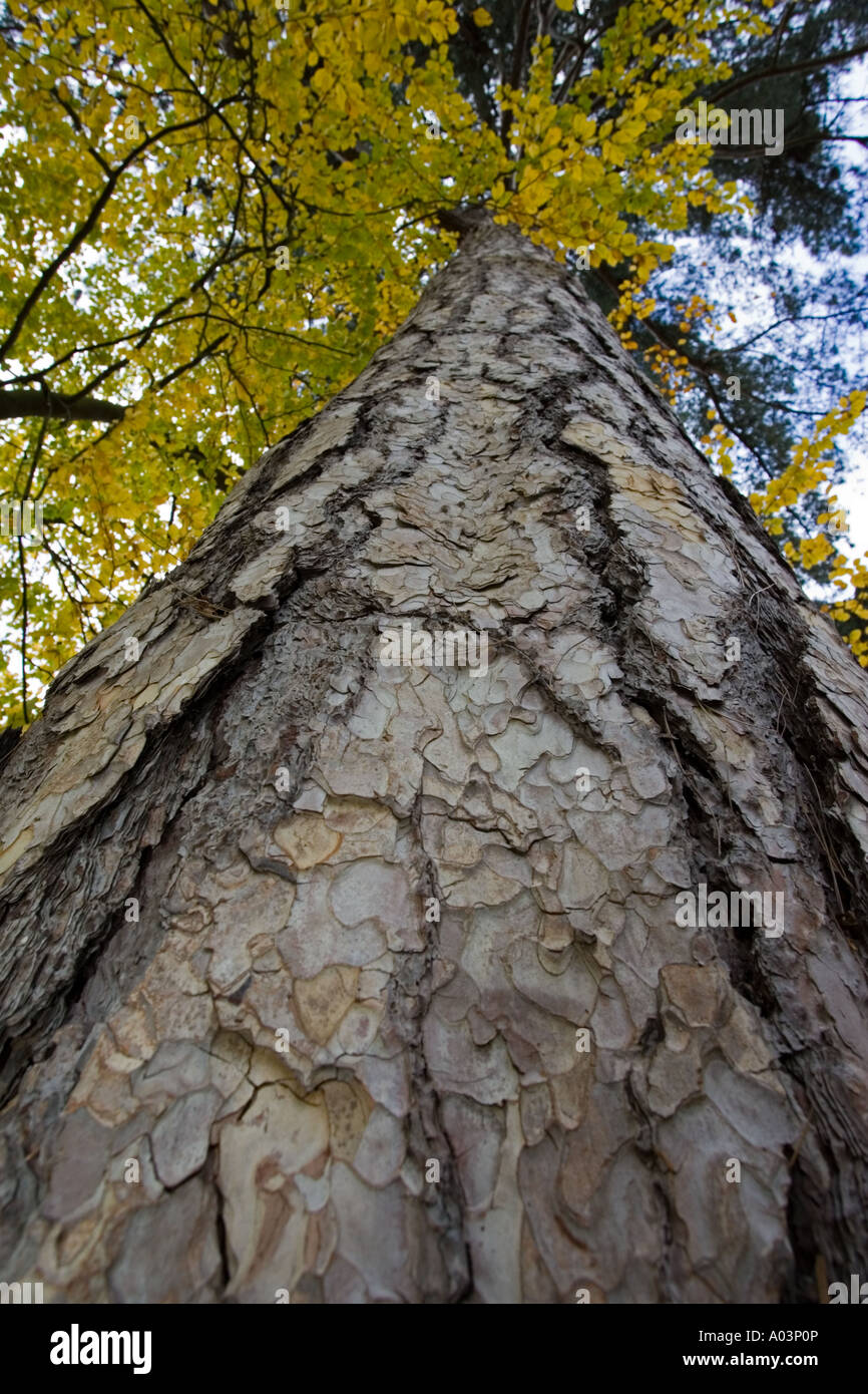 Trunk of Coast Redwood Sequoia sempervirens Worcestershire UK Stock ...