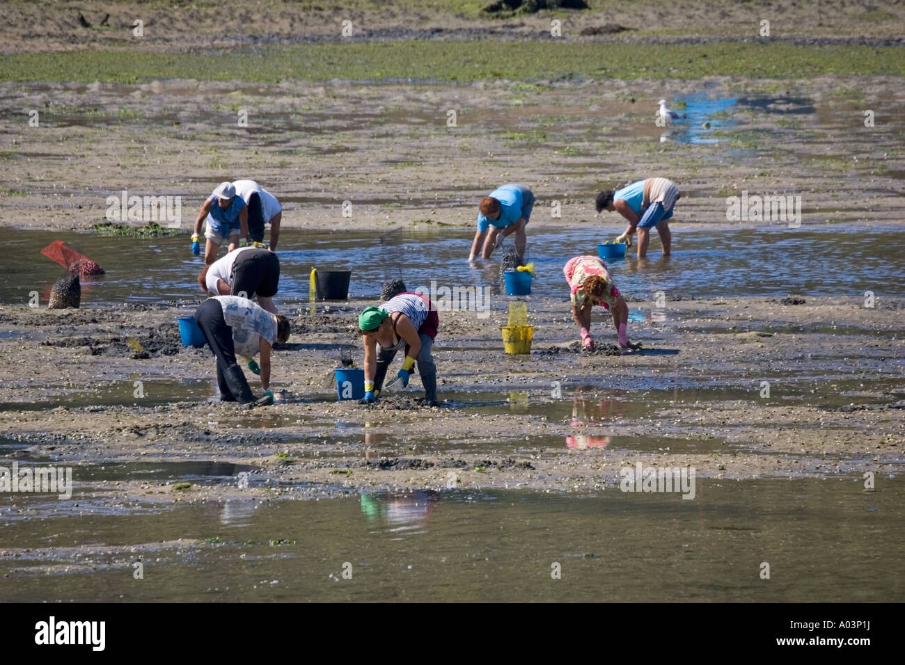 Women collecting shellfish from estuary at low tide Vilanova Galicia ...
