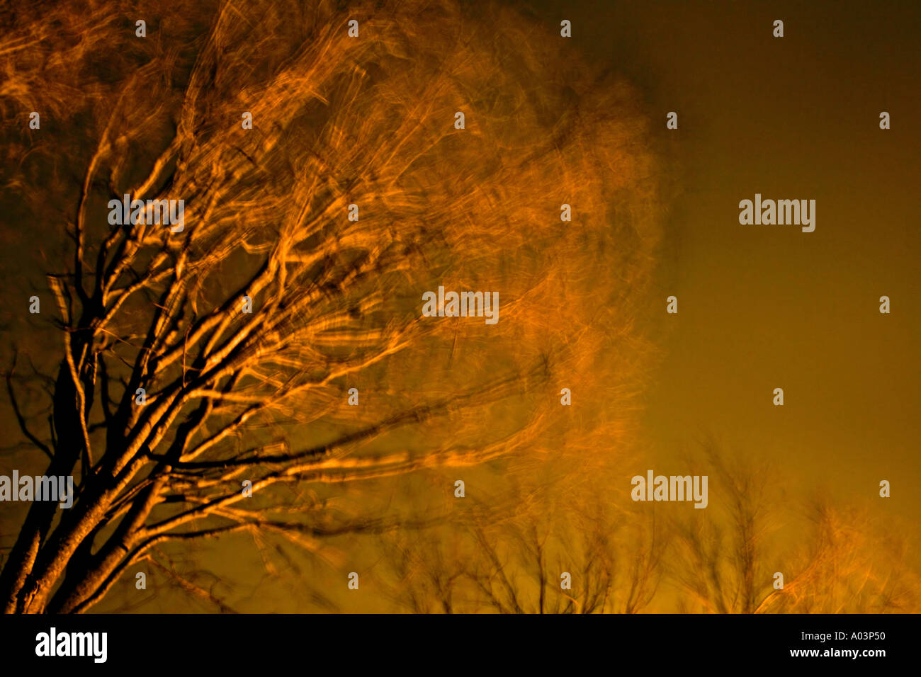 Trees in winter storm Stock Photo - Alamy
