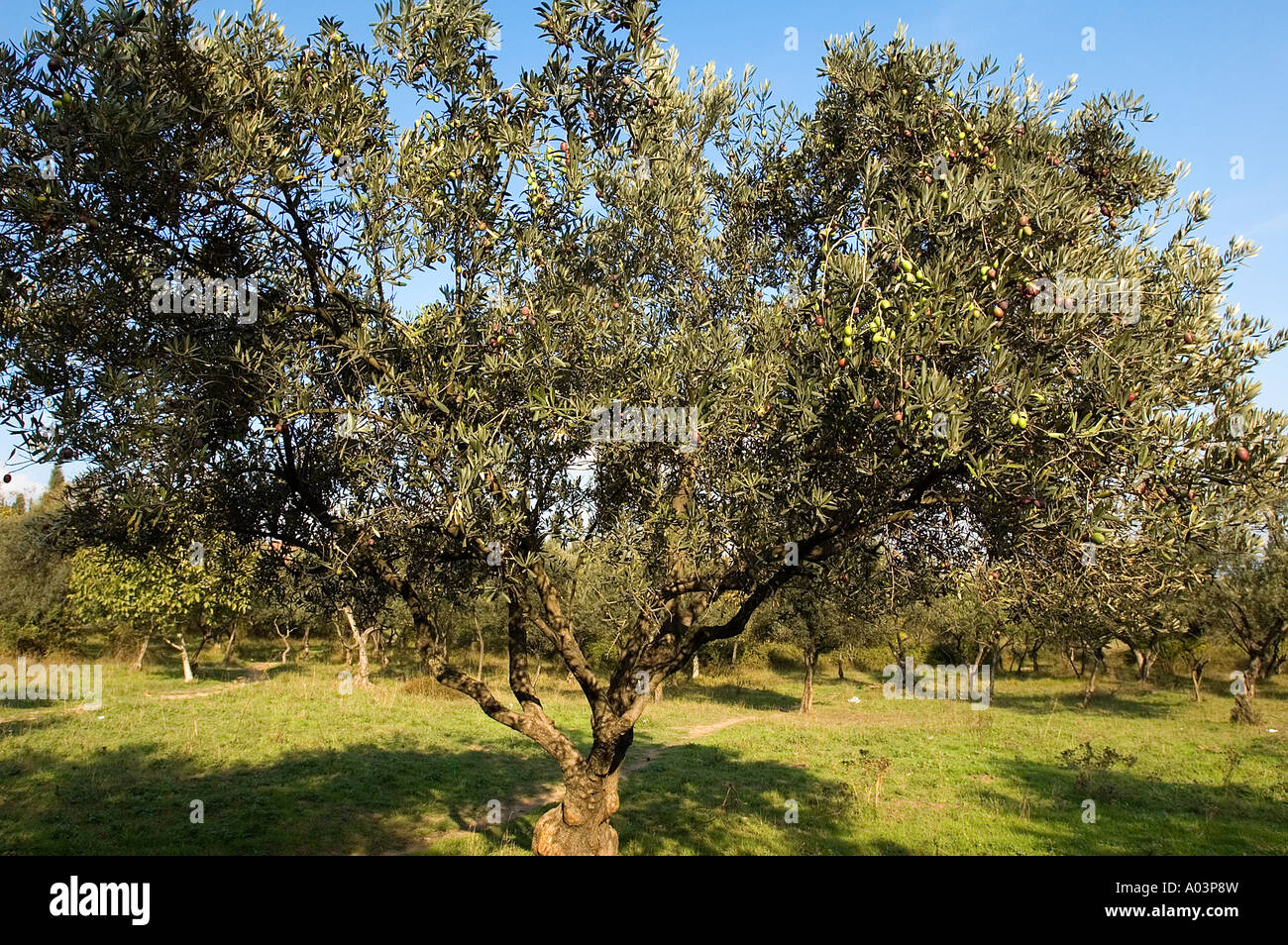 Photos of olives hi-res stock photography and images - Alamy