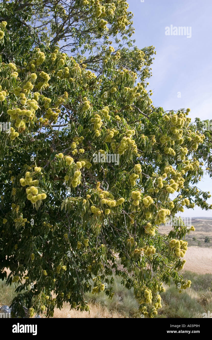Castanea sativa fruit of the sweet chestnut tree hi-res stock ...