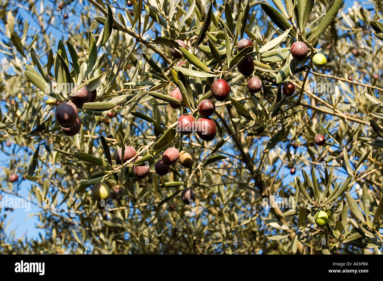Olive tree hi-res stock photography and images - Alamy